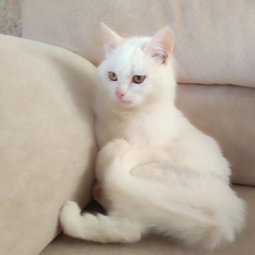 Котенок 5,5 месяцев