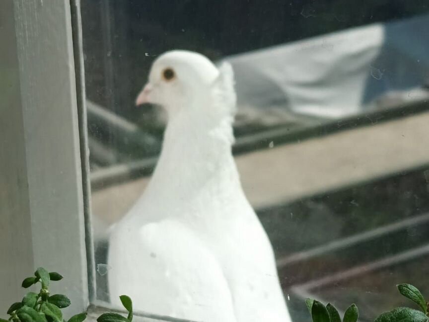 Нашли голубя