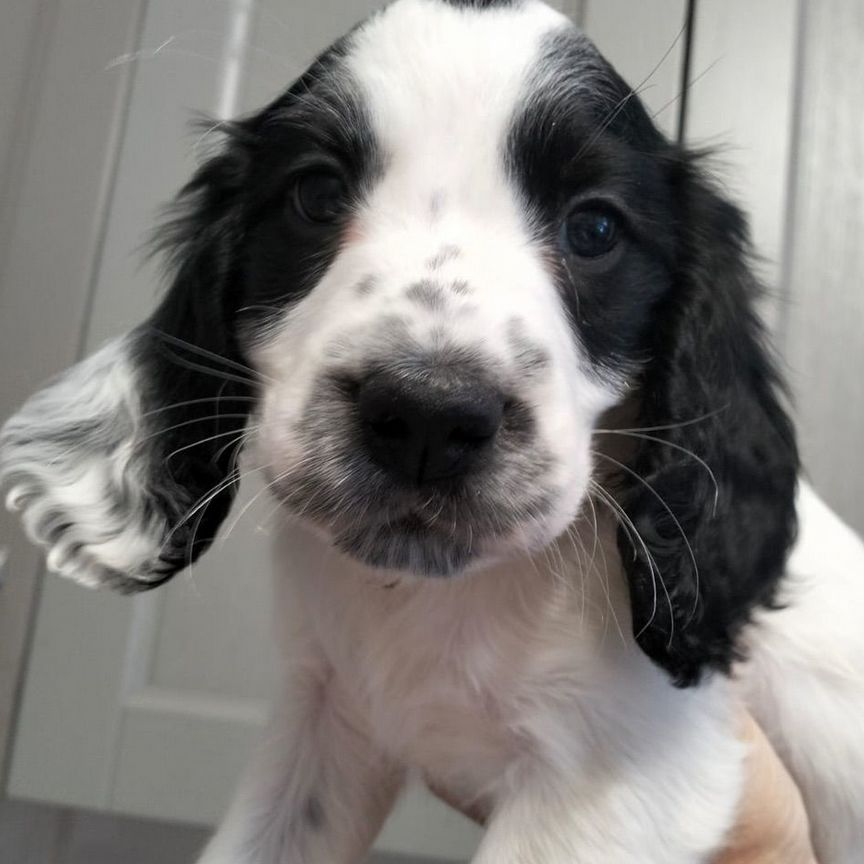 Русский охотничий спаниель, щенок