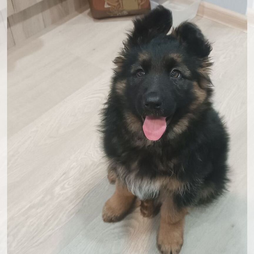 Немецкая овчарка, щенок