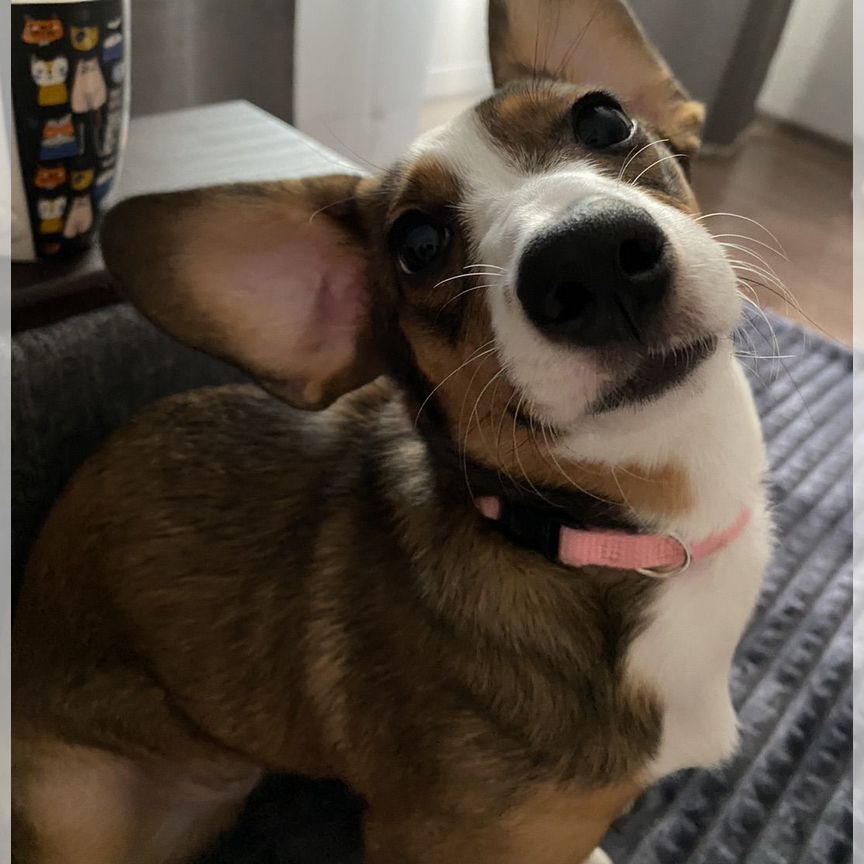 Такса, взрослая собака