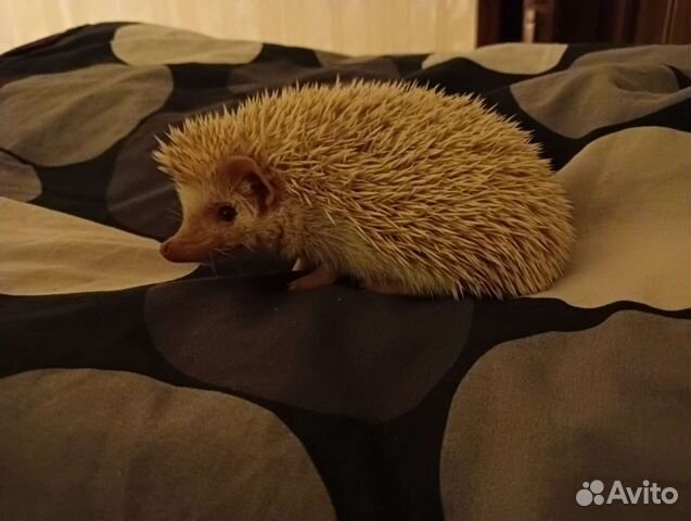 Африканский ежик