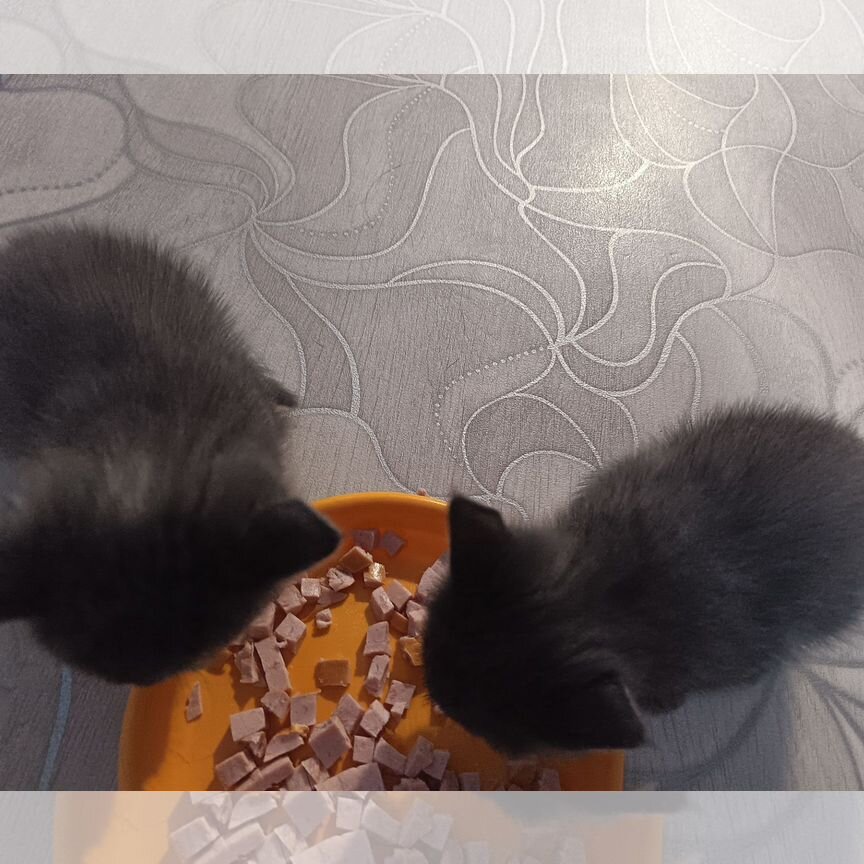 Котята близняшки
