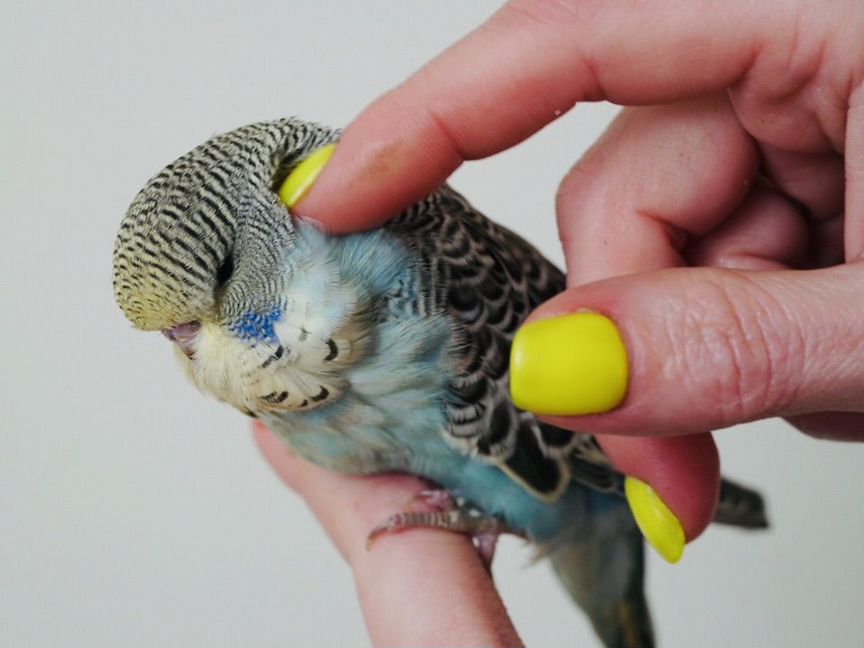 Птенец волнистого попугая (чех)