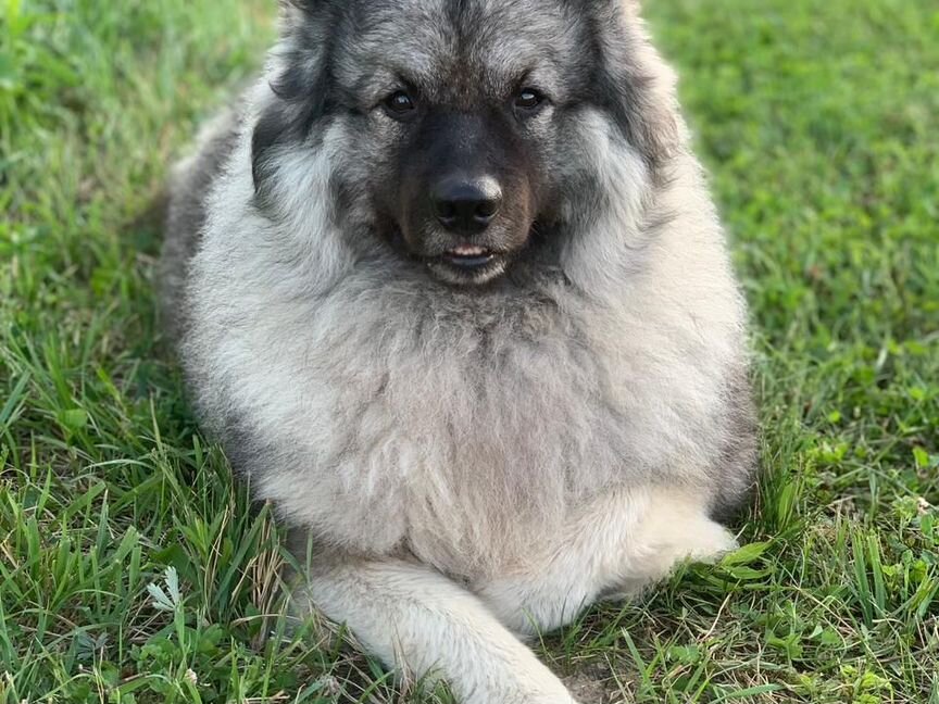 Вольф шпиц (кеесхонд)