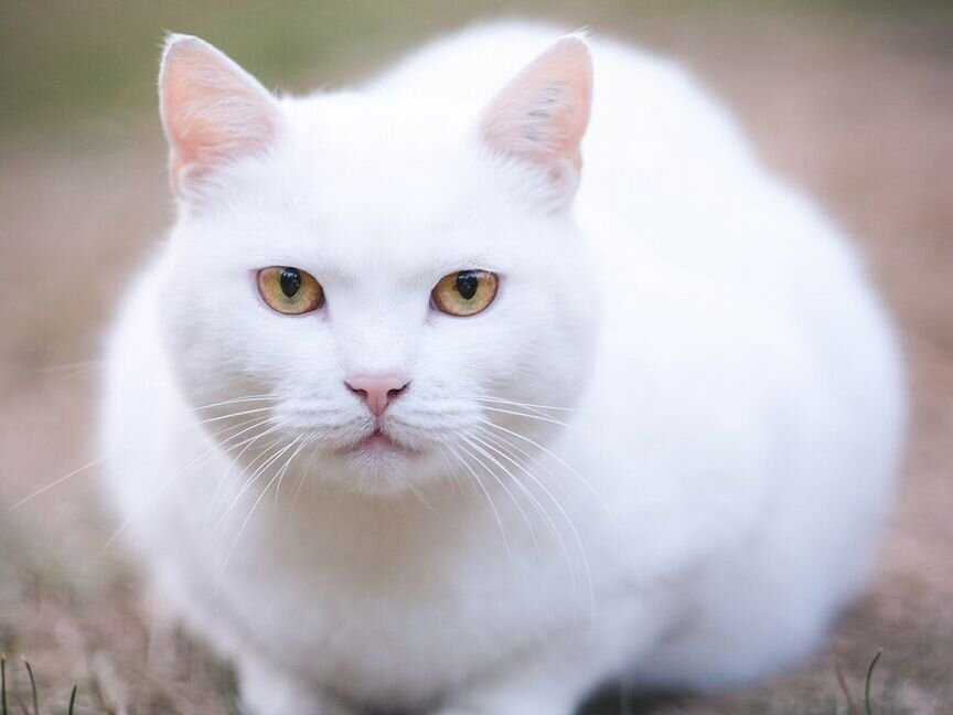 Белый толстый кот