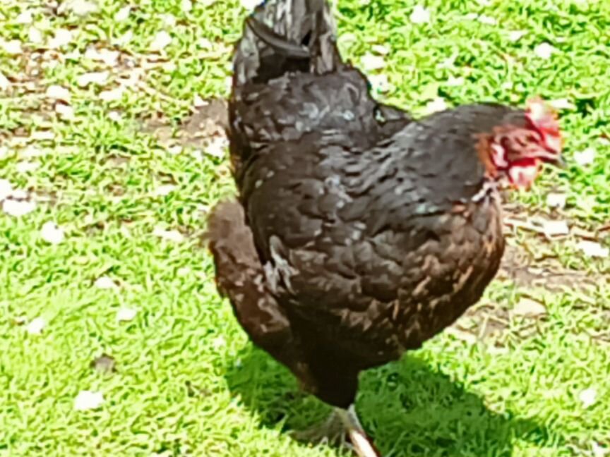 Куры Черно Медный Маран, Лососевая Джерсийская