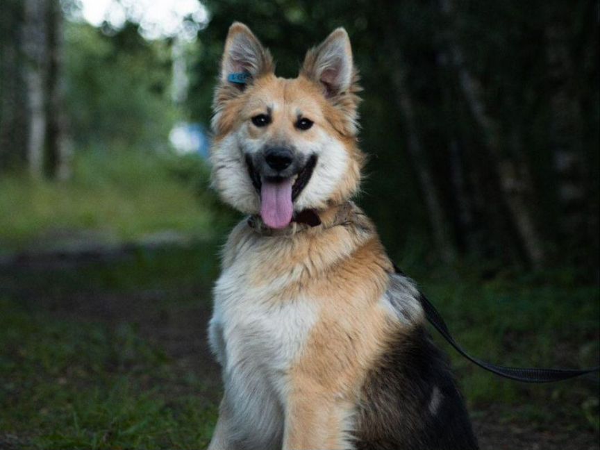 Овчарка Баскская