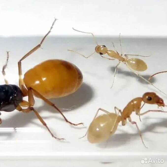 Муравьи Camponotus fedtschenkoi опт и розница