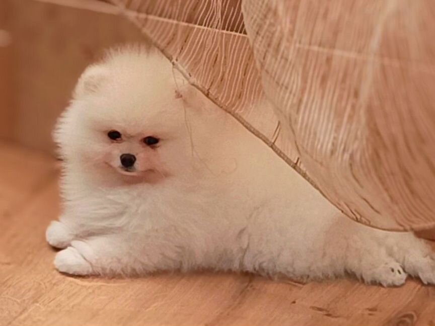 Мальчик красавчик померанчик. Рассрочка