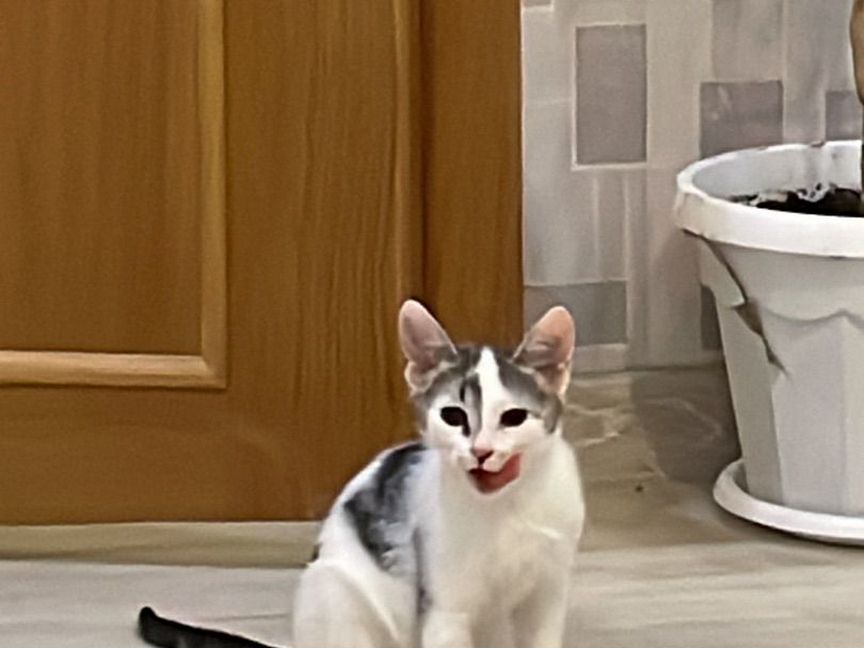 Котенок