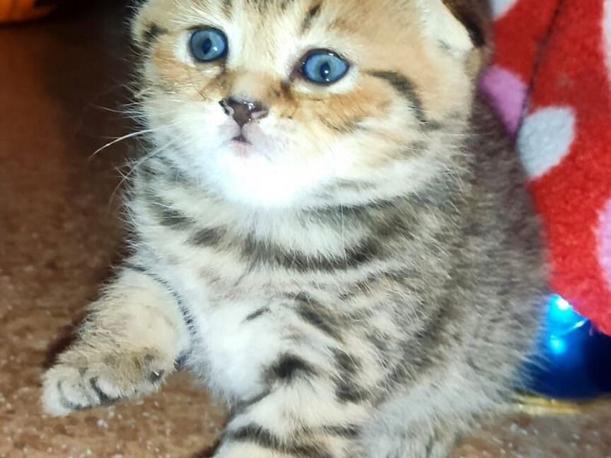 Шотландские котята