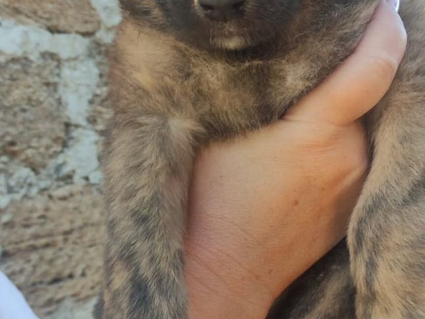 Щенки в добрые руки