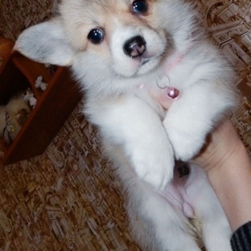 Королевские корги