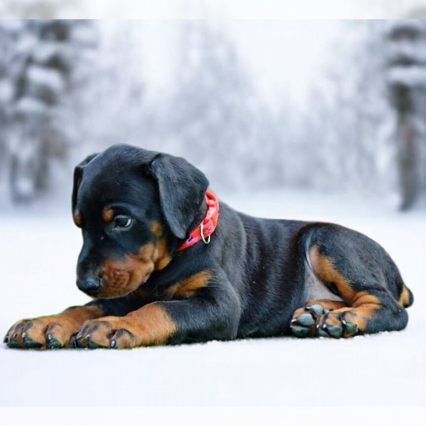 Доберман, щенок