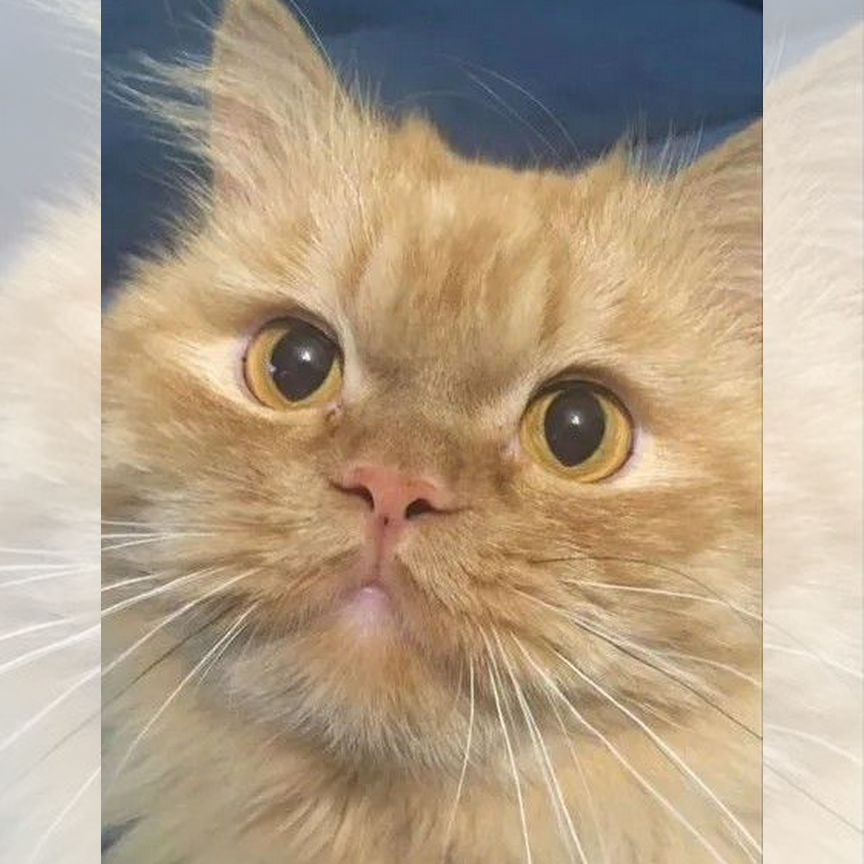 Шотландский прямоухий длинношёрстный, взрослый кот