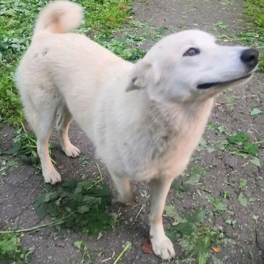 Собака