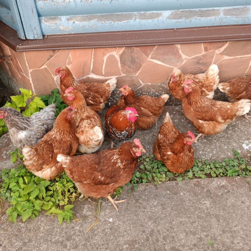 Продам кур несушек Оржицы