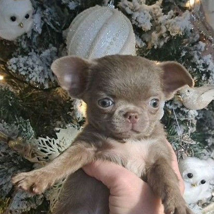 Чихуахуа мини