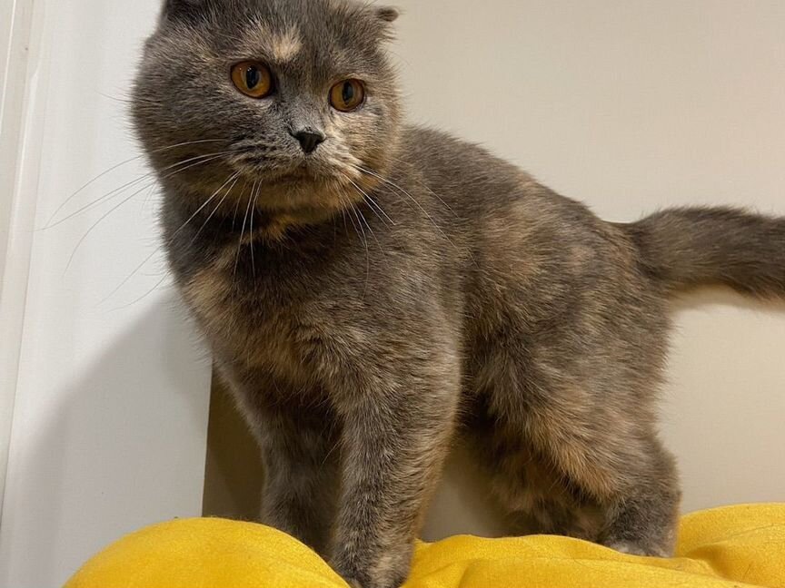 Кошка Майя в добрые руки