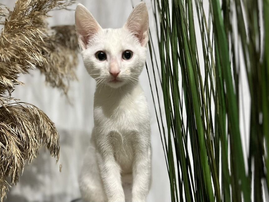 Канадский сфинкс котенок