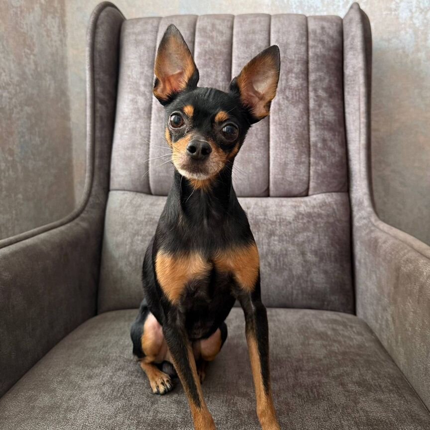 Русский той-терьер, взрослый пёс