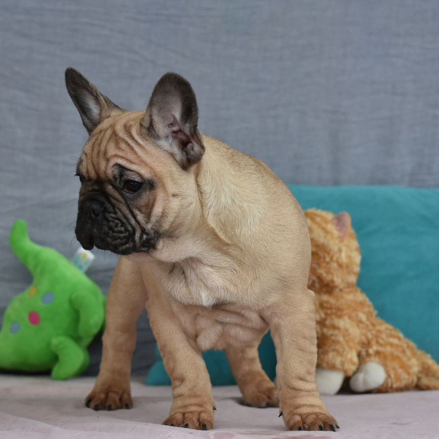 Палевый мальчик. РКФ