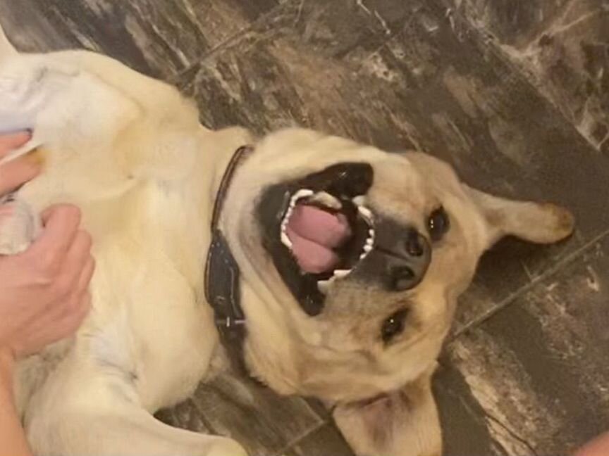 Кобель для вязки лабрадор (добродор) Тор