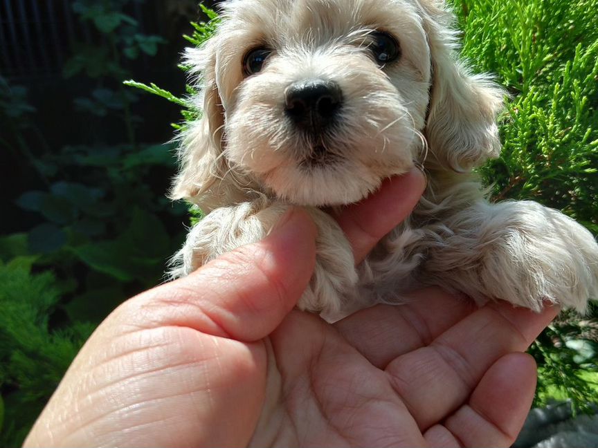 Мальтипу ф1