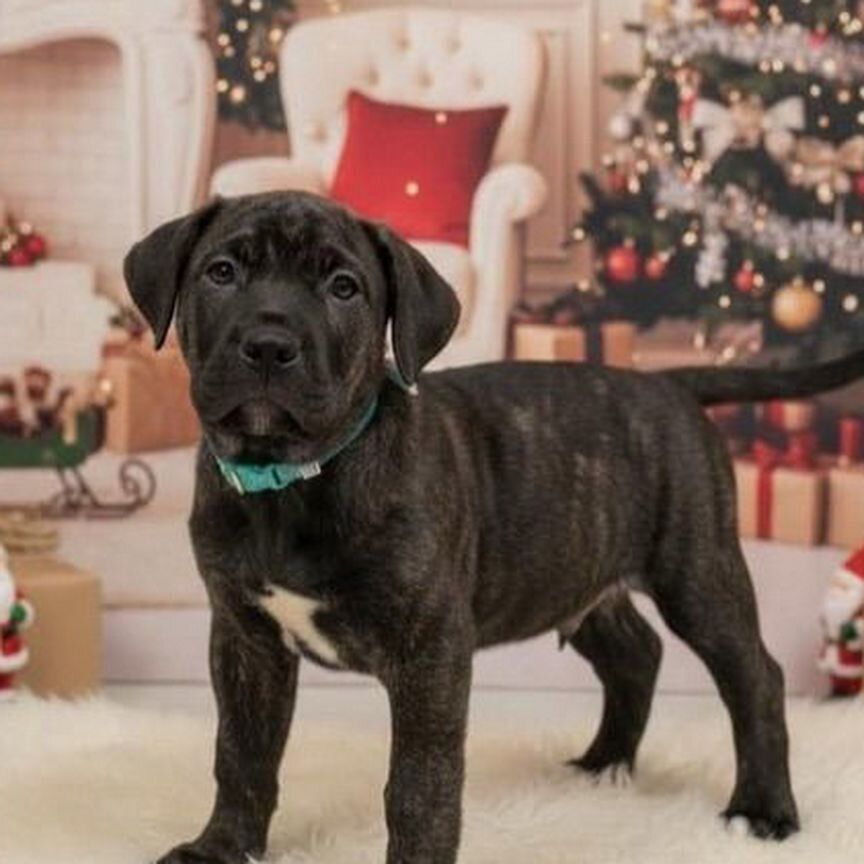 Кане-корсо, щенок