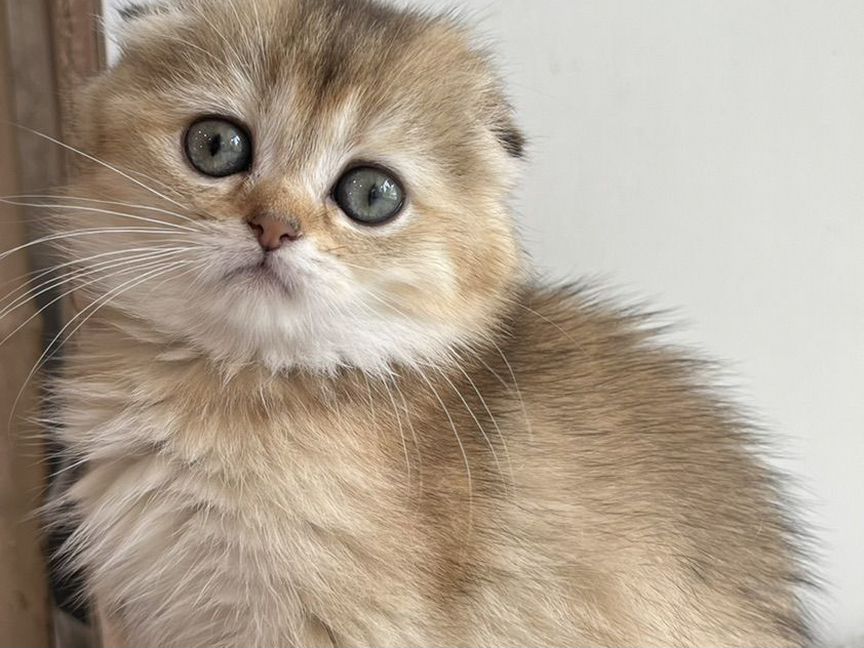 Вислоухая кошечка золотого окраса