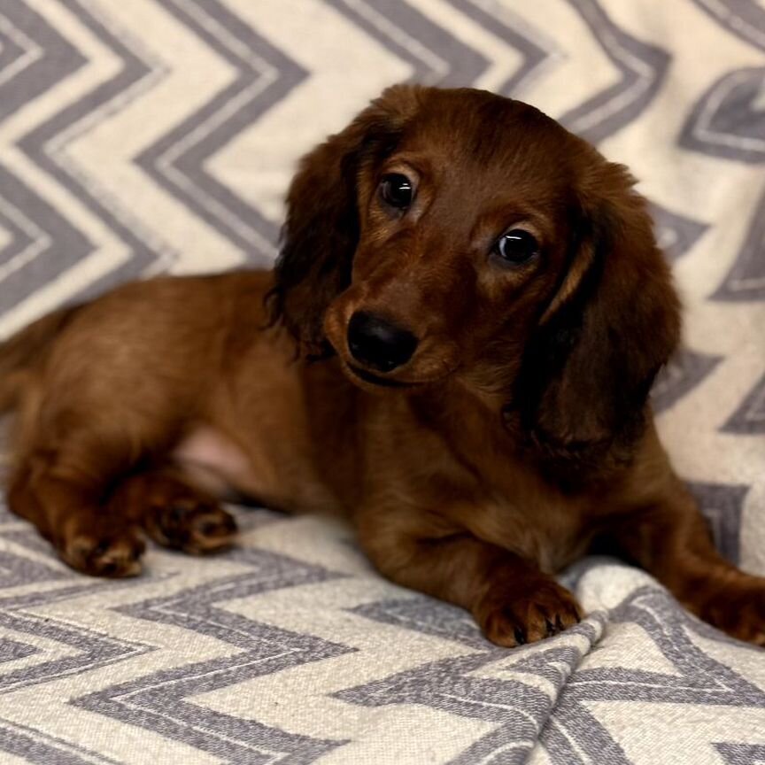 Длинношерстная такса