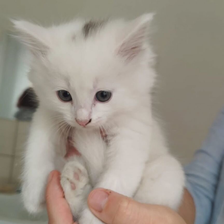 Отдам в добрые руки котят