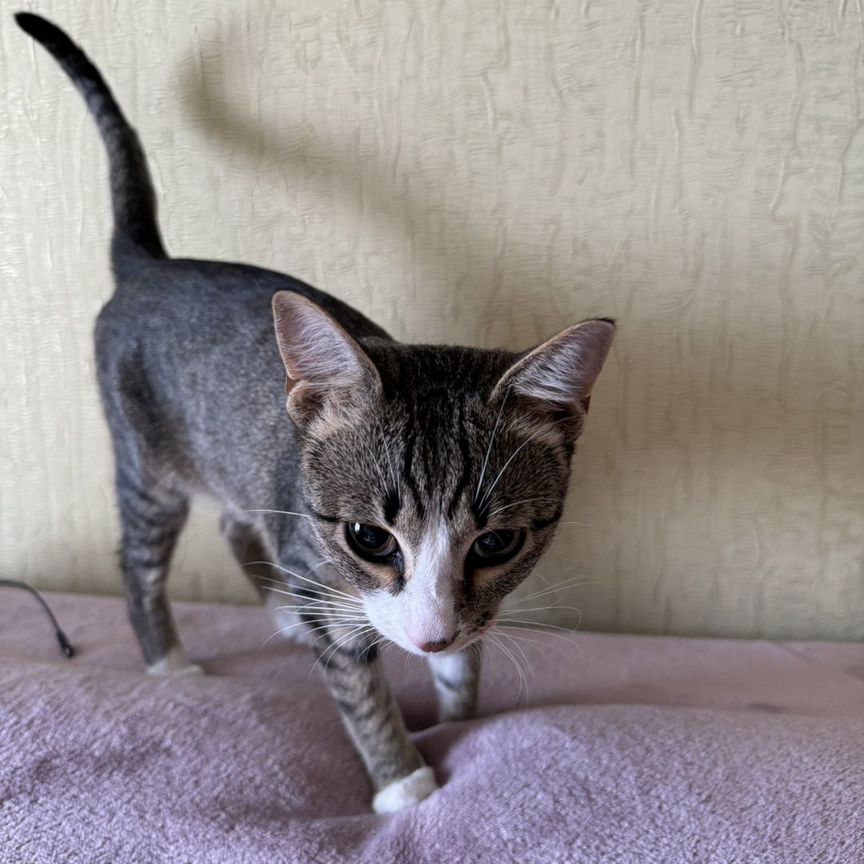 Кот в добрые руки