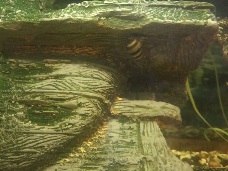 Улитка хелена