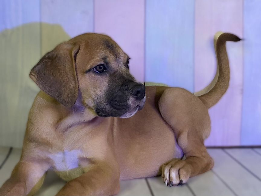 Щенок Кане-Корсо Новогодний под ёлочку