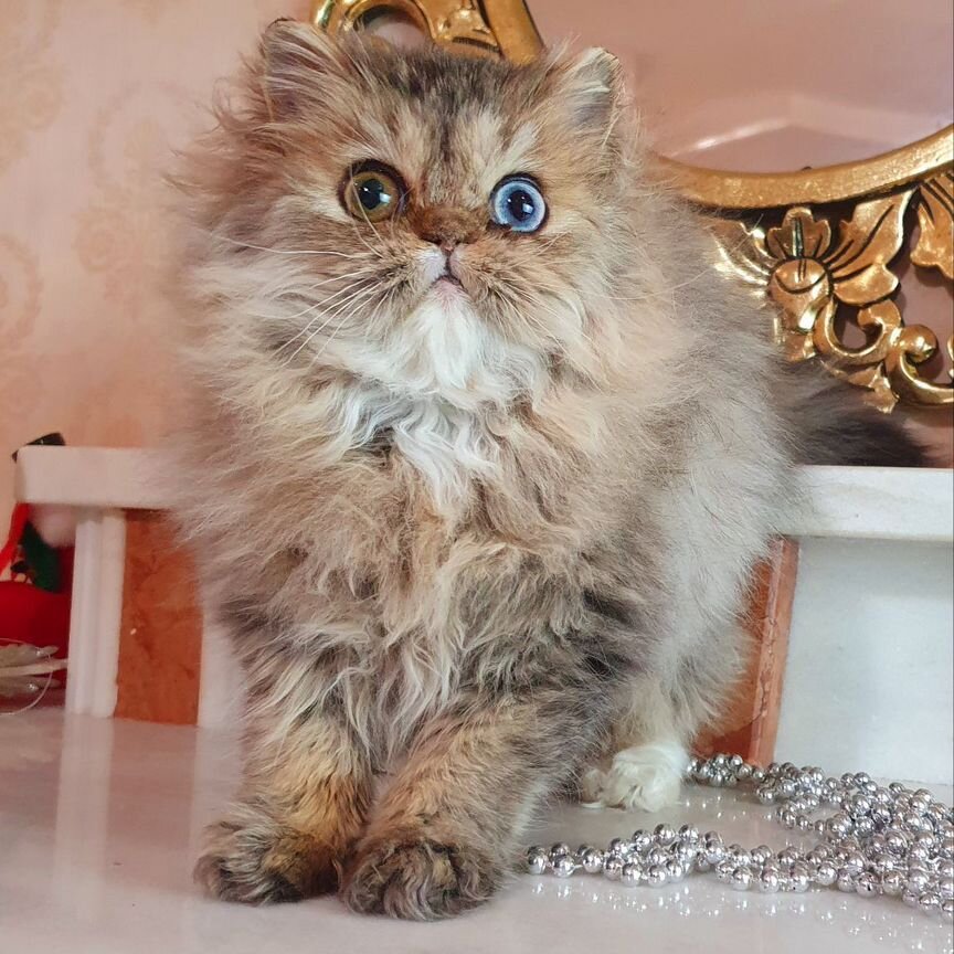 Разноглазый красавчик