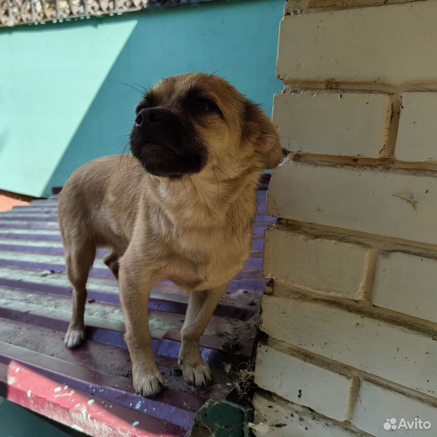 Маленькая собачка в добрые руки