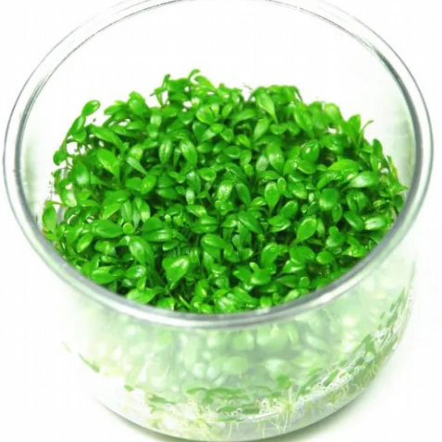 Семена растений для аквариума глоссостигма