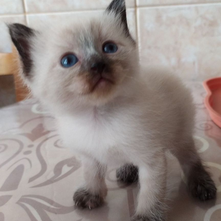 Тайский котёнок