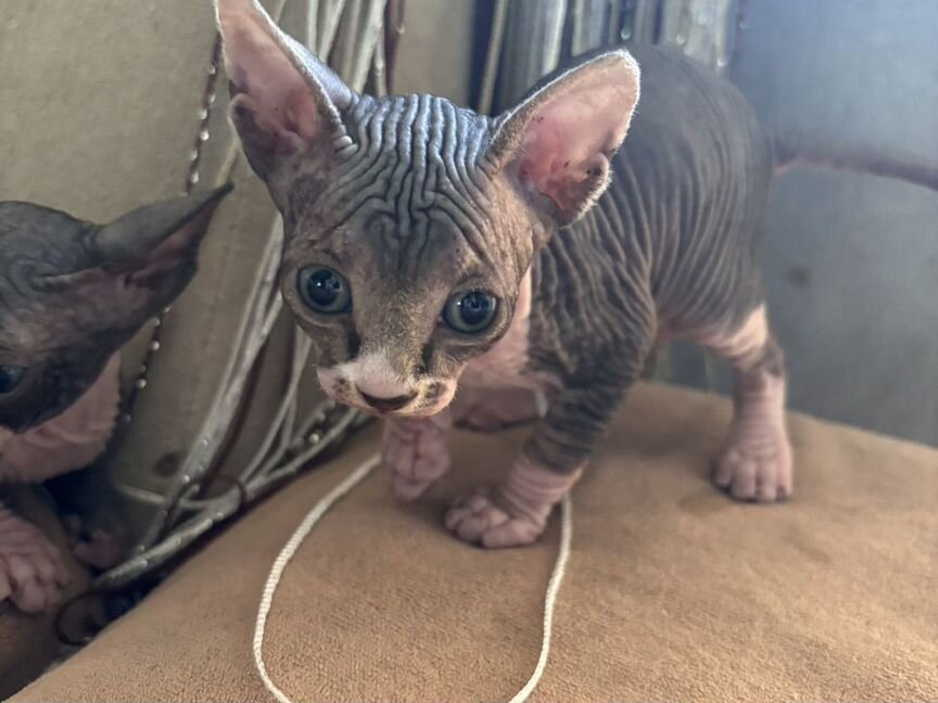 Канадский сфинкс