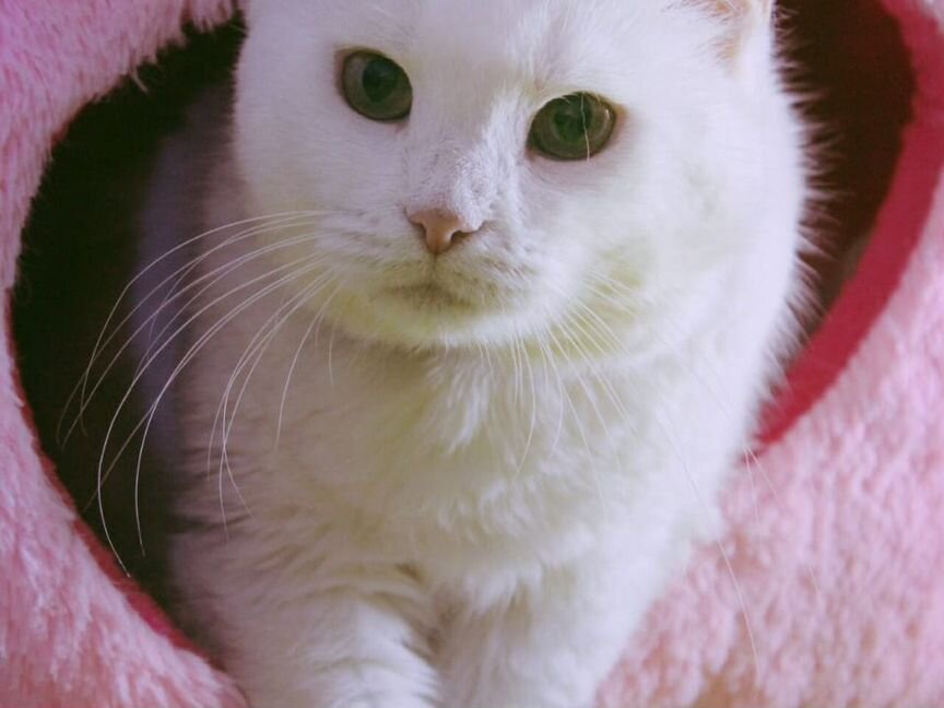 Белая кошечка ищет дом