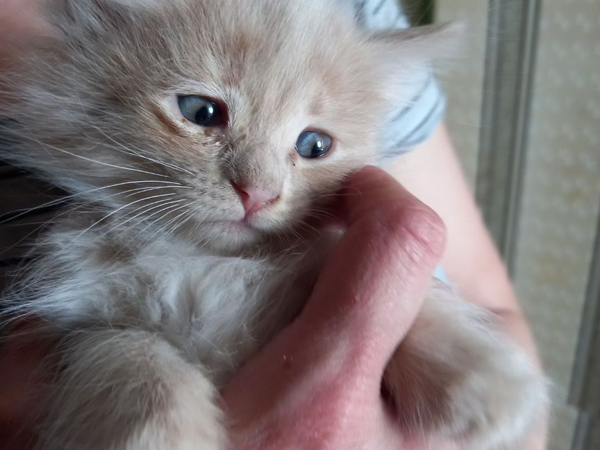 Кошки в добрые руки бесплатно