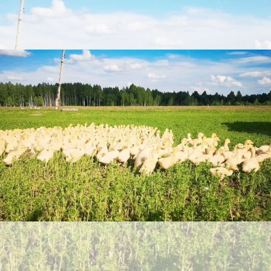 Гусята суточные опт Инкубационное яйцо