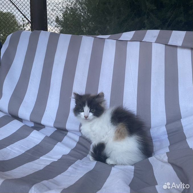 Котята богатка