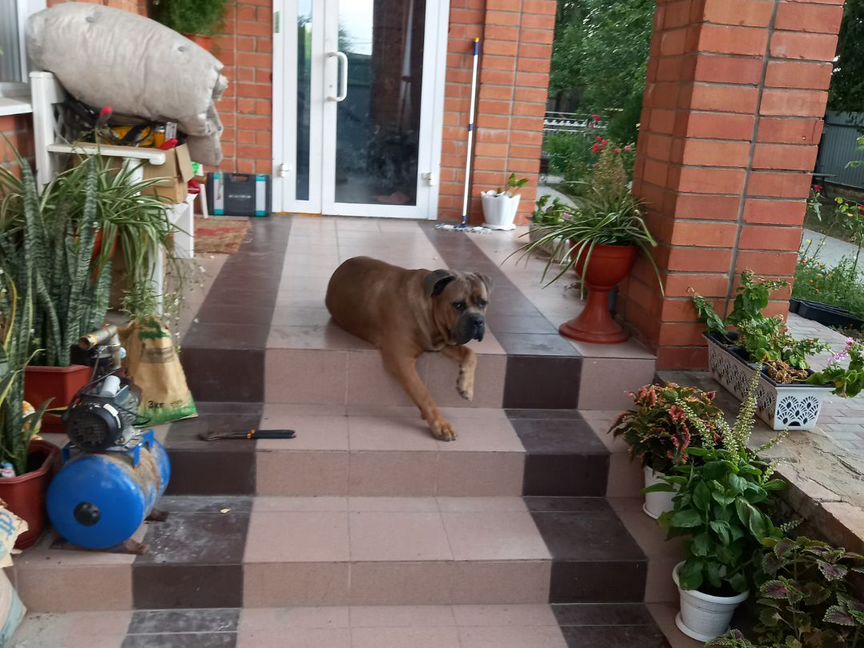 Кобель вязка кане корсо