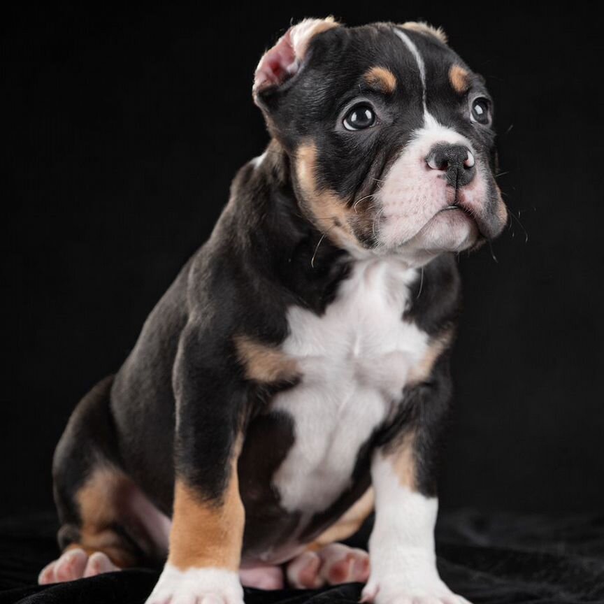Американский булли, щенок