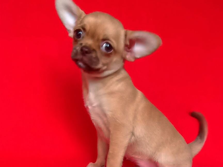 Рыжая девочка чихуахуа