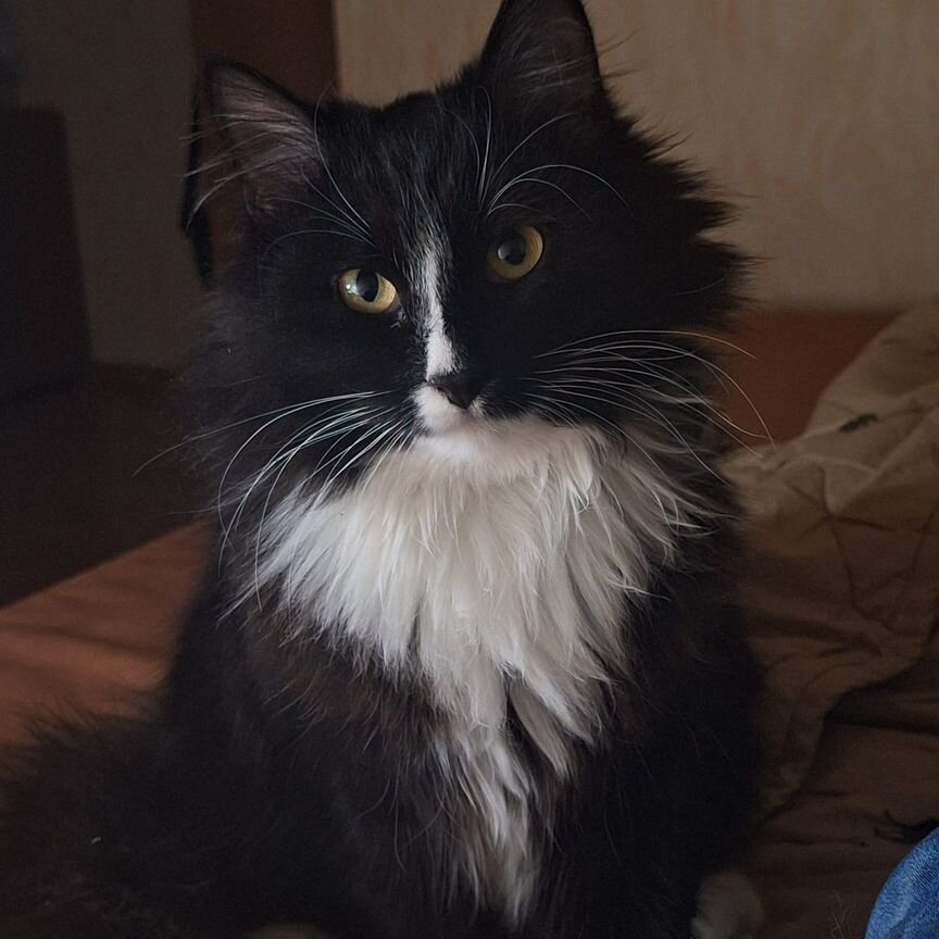 Винсент