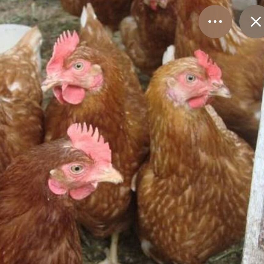 Куры несушки